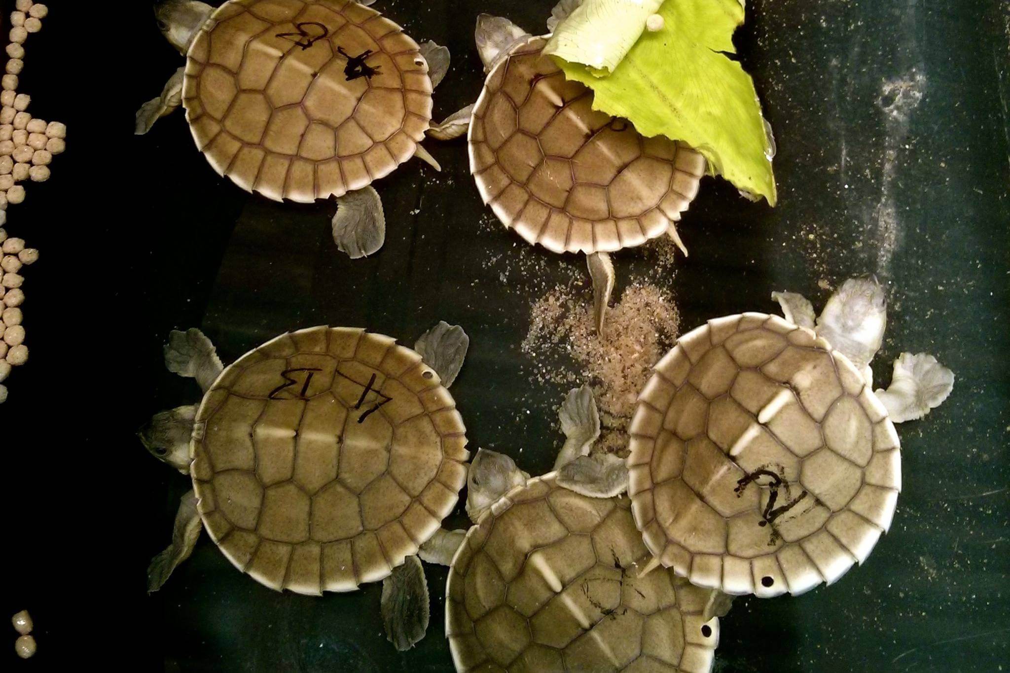 Adopt A Terrapin • Turtle Conservation Society of Malaysia