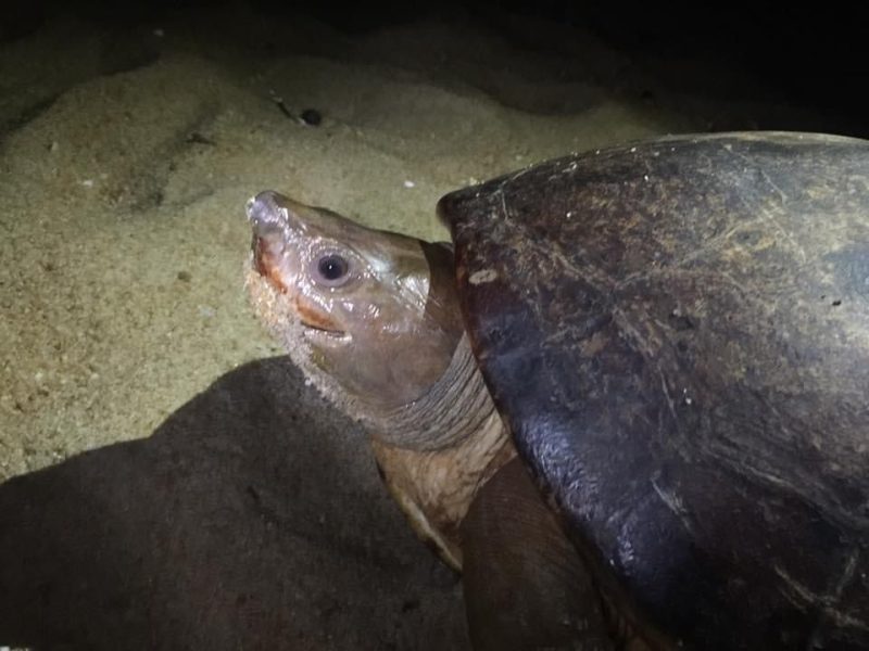 Painted Terrapin Conservation Project • Turtle Conservation Society of ...