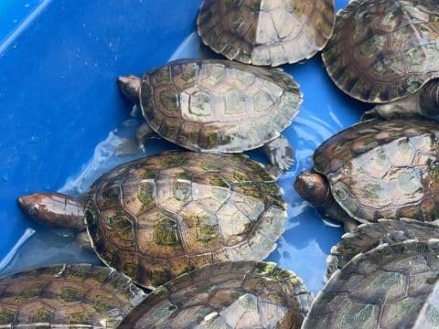 Painted Terrapin Conservation Project • Turtle Conservation Society of ...