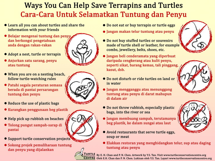 How You Can Help Save Turtles • Turtle Conservation Society of Malaysia