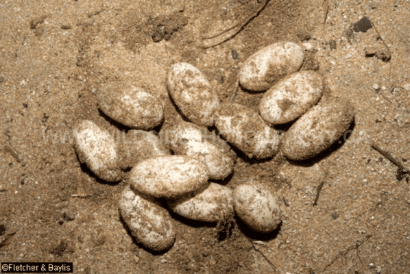 Painted Terrapin Conservation Project • Turtle Conservation Society of ...