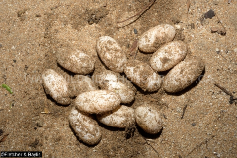 Painted Terrapin Conservation Project • Turtle Conservation Society of ...