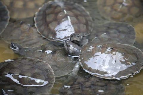 Introduction to Southern River Terrapin in Malaysia • Turtle ...