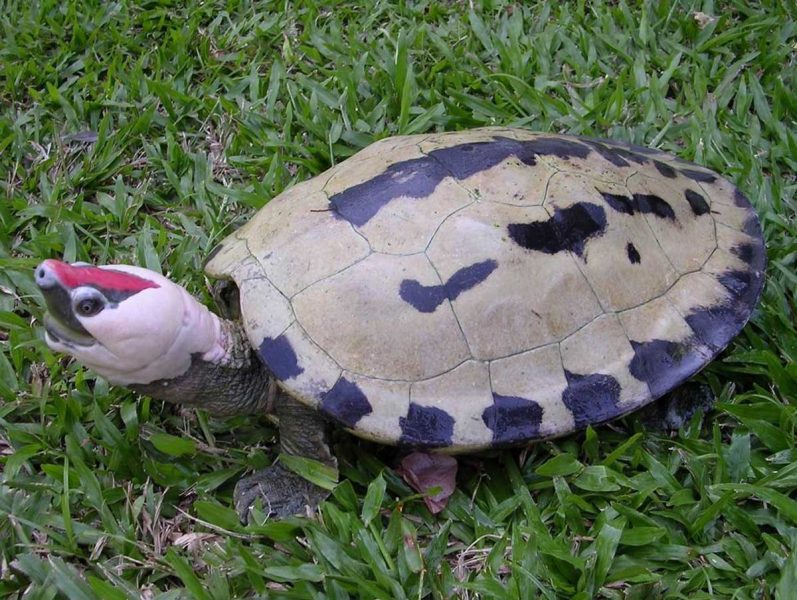 Painted Terrapin Conservation Project • Turtle Conservation Society of ...