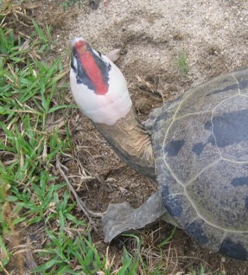 Sexual differentiation and sex manipulation in turtles • Turtle ...