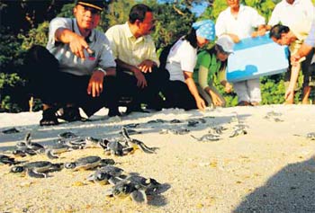 First news article on the Turtle Conservation Centre • Turtle ...