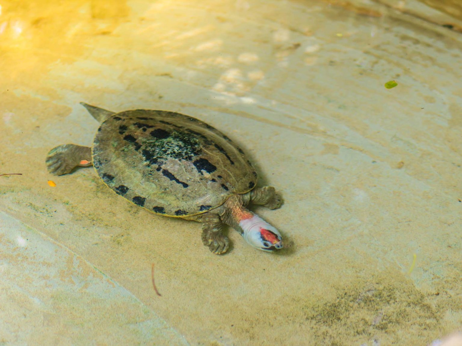 Painted Terrapin Conservation Project • Turtle Conservation Society of ...