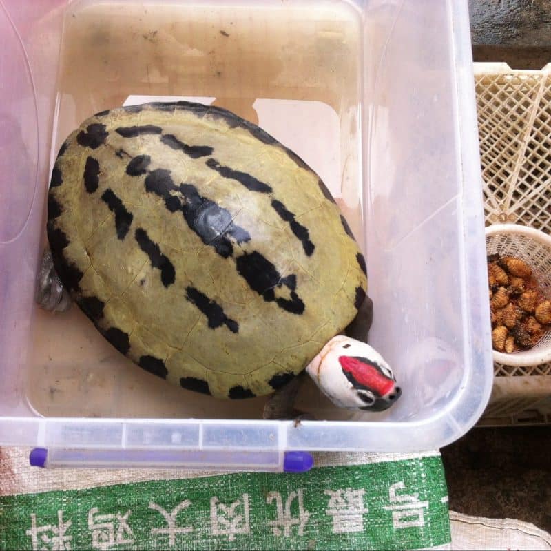 Painted Terrapin Conservation Project • Turtle Conservation Society of ...