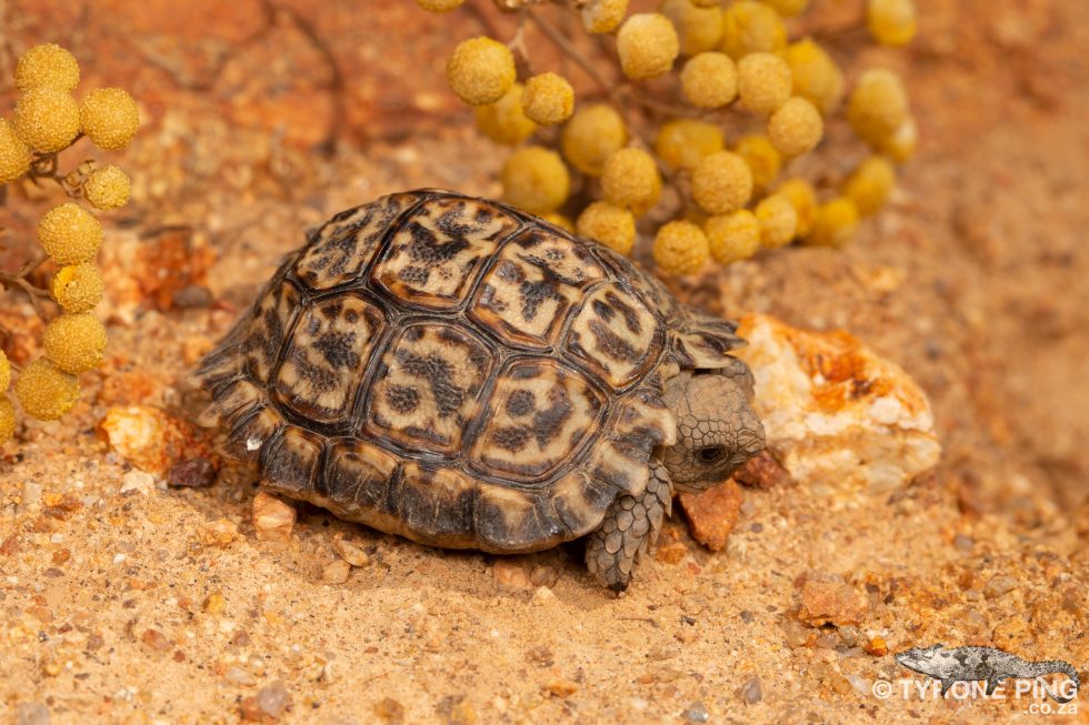 Which is the smallest turtle in the world? • Turtle Conservation ...