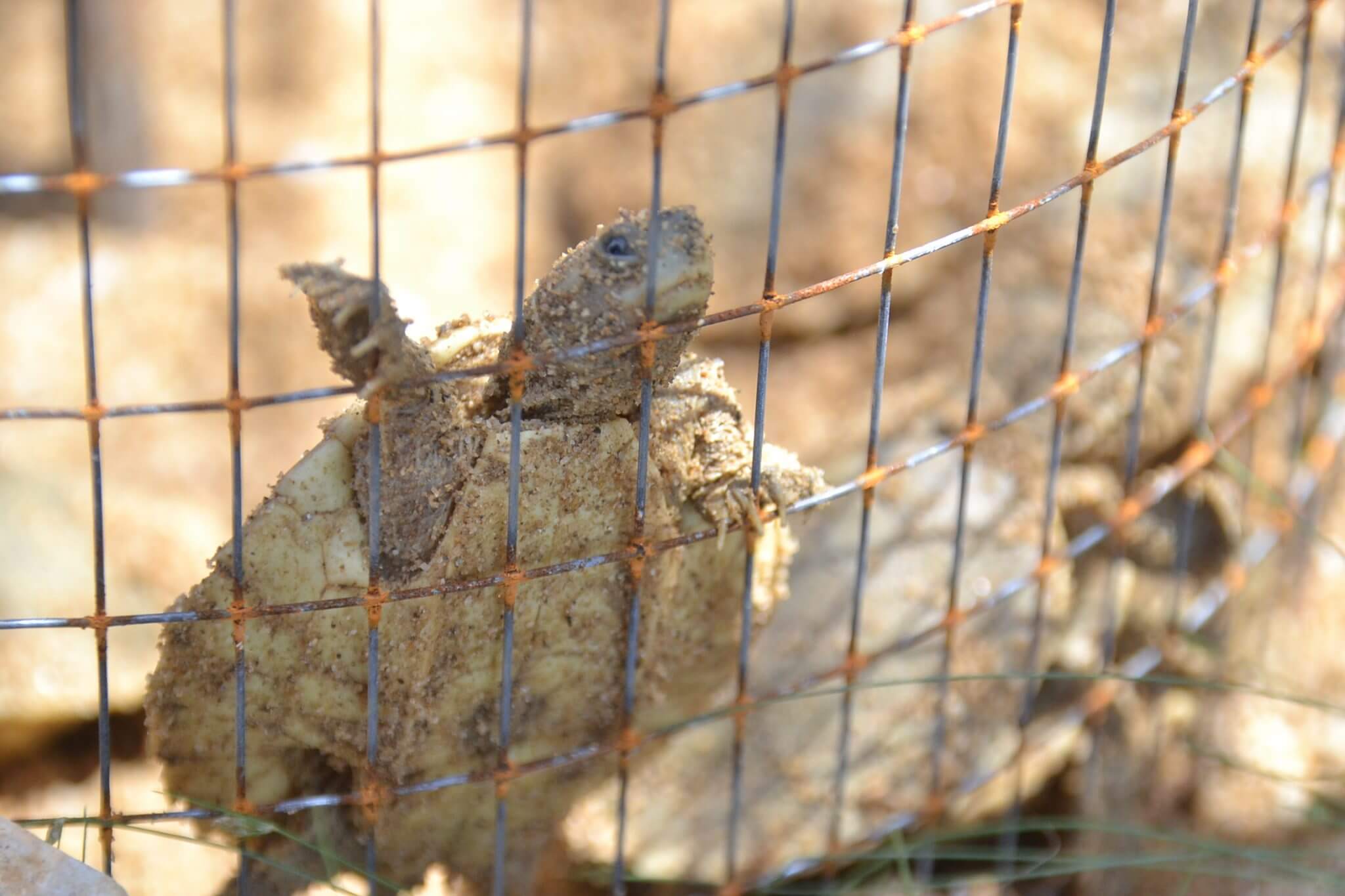 Adopt A Nest • Turtle Conservation Society of Malaysia