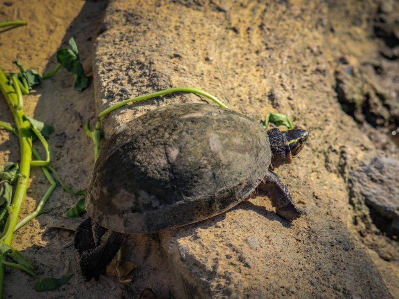 Painted Terrapin Conservation Project • Turtle Conservation Society of ...