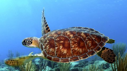 Why do turtles have shells? • Turtle Conservation Society of Malaysia