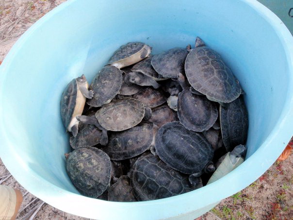 The terrapins have been released • Turtle Conservation Society of Malaysia